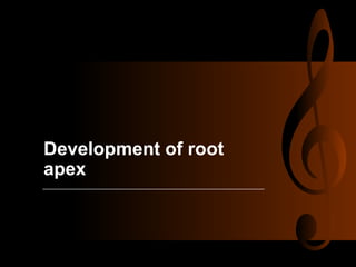 Anatomy of root apex | PPTX