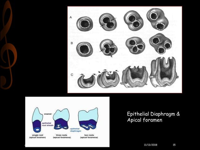 Anatomy of root apex | PPTX
