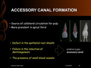 Anatomy of root apex | PPTX