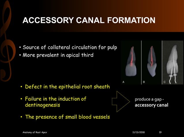 Anatomy of root apex | PPTX