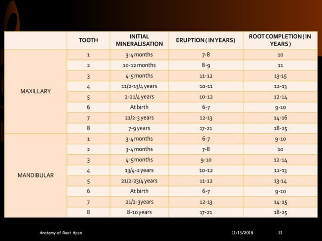 Anatomy of root apex | PPTX