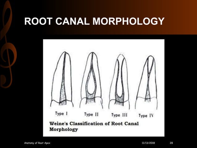 Anatomy of root apex | PPTX