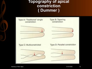 Anatomy of root apex | PPTX