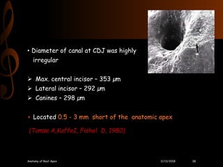 Anatomy of root apex | PPTX