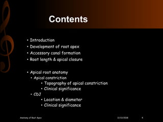 Anatomy of root apex | PPTX