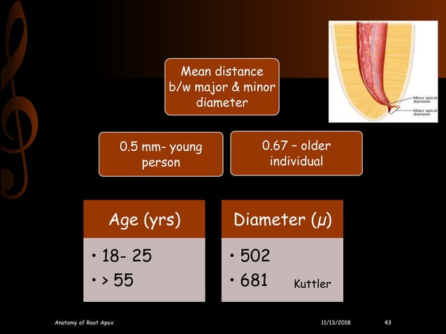 Anatomy of root apex | PPTX