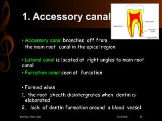 Anatomy of root apex | PPTX