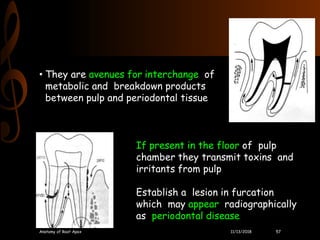 Anatomy of root apex | PPTX