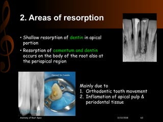 Anatomy of root apex | PPTX