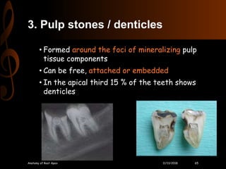 Anatomy of root apex | PPTX