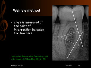 Anatomy of root apex | PPTX