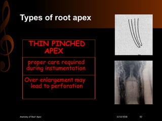Anatomy of root apex | PPTX