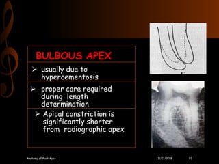Anatomy of root apex | PPTX