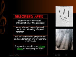 Anatomy of root apex | PPTX