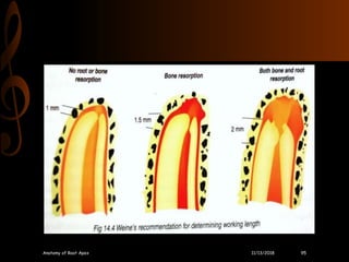 Anatomy of root apex | PPTX