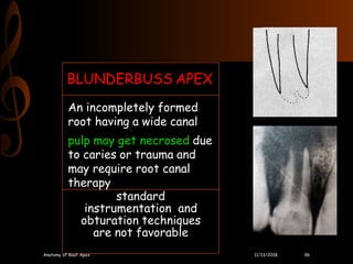 Anatomy of root apex | PPTX