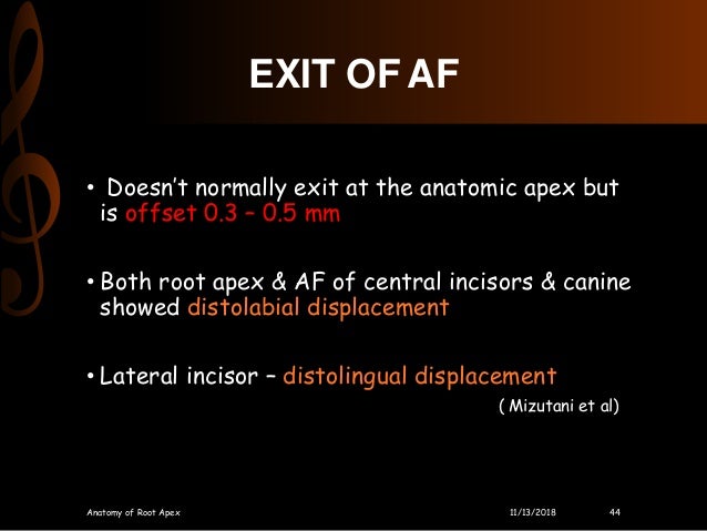 Anatomy of root apex