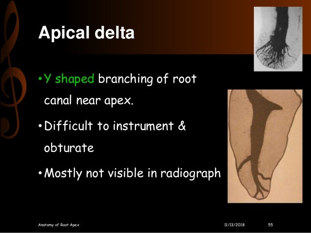 Anatomy Of Root Apex