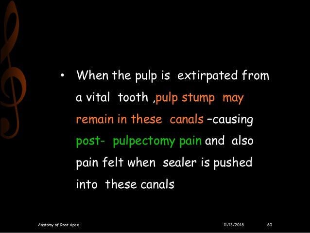 Anatomy of root apex