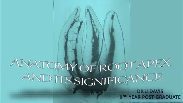Anatomy of root apex and its significance new | PPTX | Dental Health ...