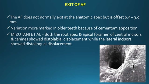 Anatomy of root apex and its significance new | PPTX | Dental Health ...