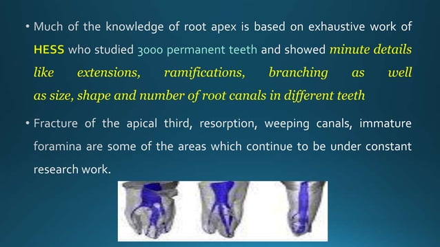 Anatomy of root apex and its significance new | PPT