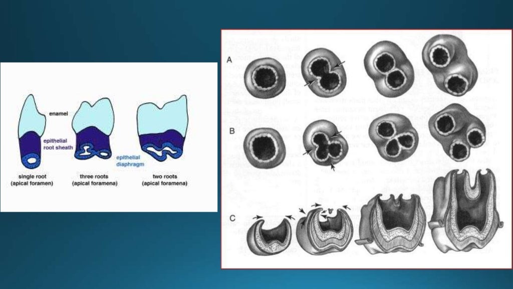 Anatomy of root apex and its significance new