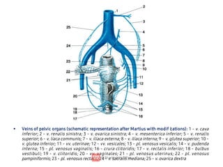 Anatomy of Reproductive system gynecology.pdf
