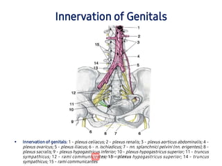 Anatomy of Reproductive system gynecology.pdf