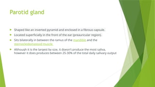 Anatomy of salivary glands in humaneing.pptx