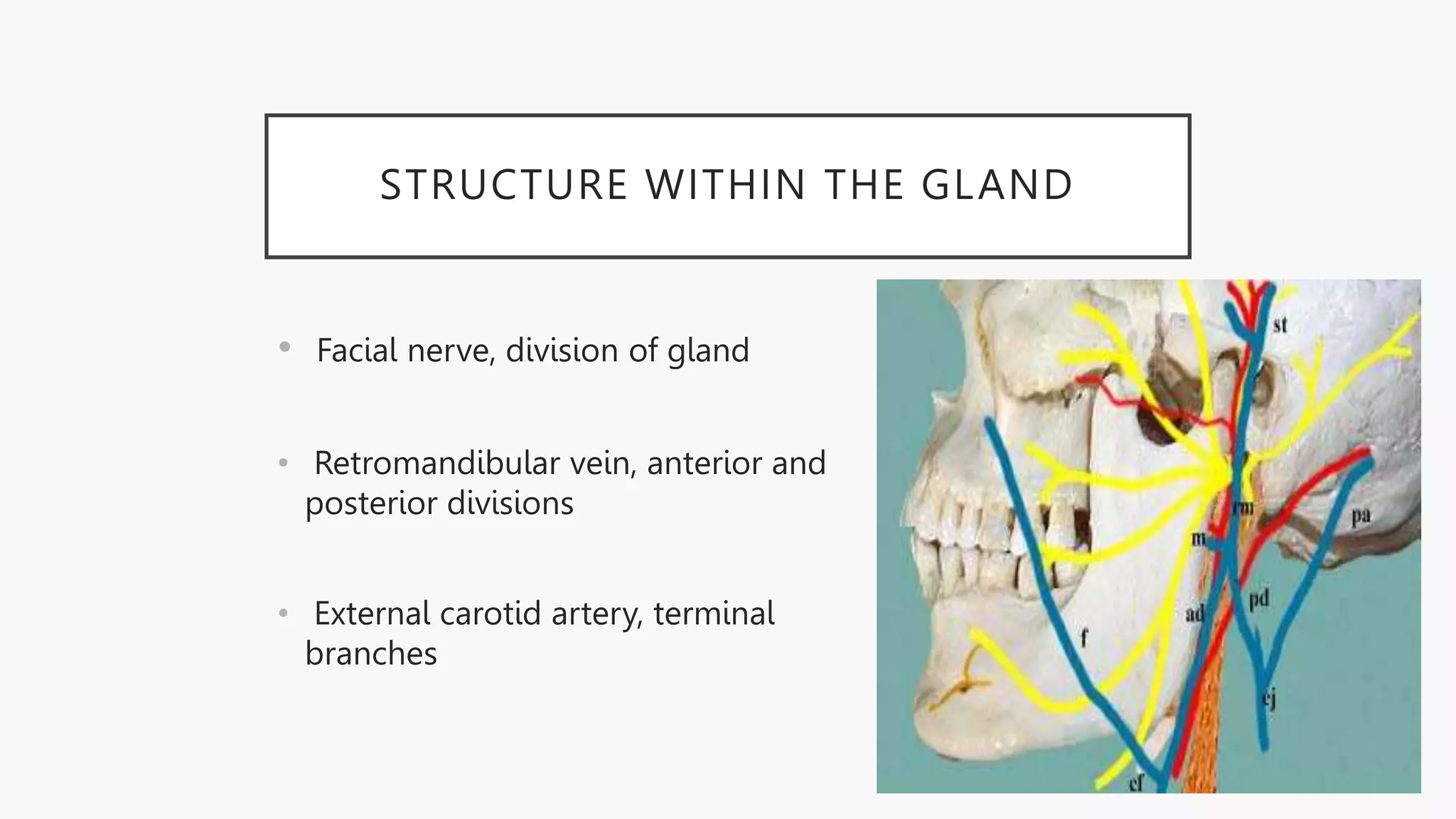 Anatomy of salivary glands R1-B4.pptx
