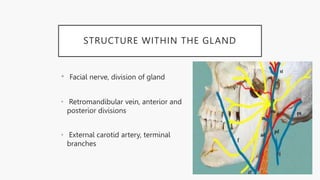 Anatomy of salivary glands R1-B4.pptx