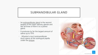 Anatomy of salivary glands R1-B4.pptx
