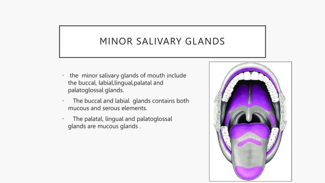 Anatomy of salivary glands R1-B4.pptx