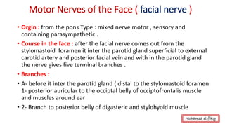 Anatomy of scalp and face | PDF