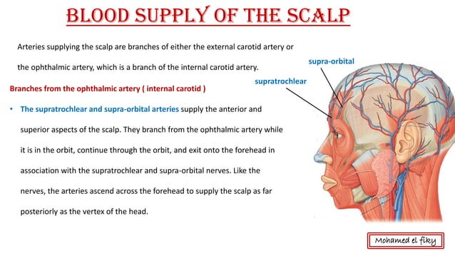 Anatomy of scalp and face | PDF | Death, Injury, or Military Conflict ...