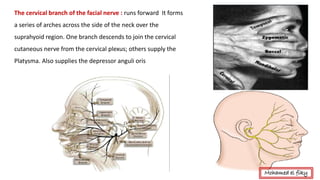 Anatomy of scalp and face | PDF