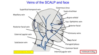 08 VENOUS DRAINAGE OF THE SCALP AND FACE, 59% OFF