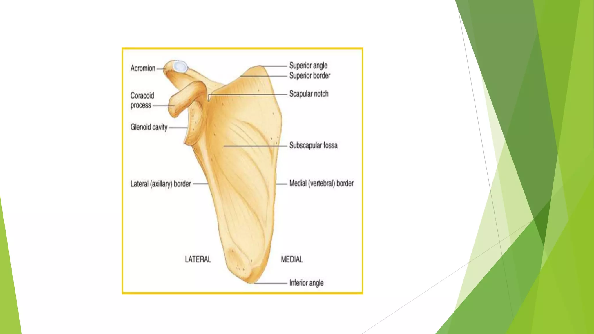 Anatomy of scapula | PPTX