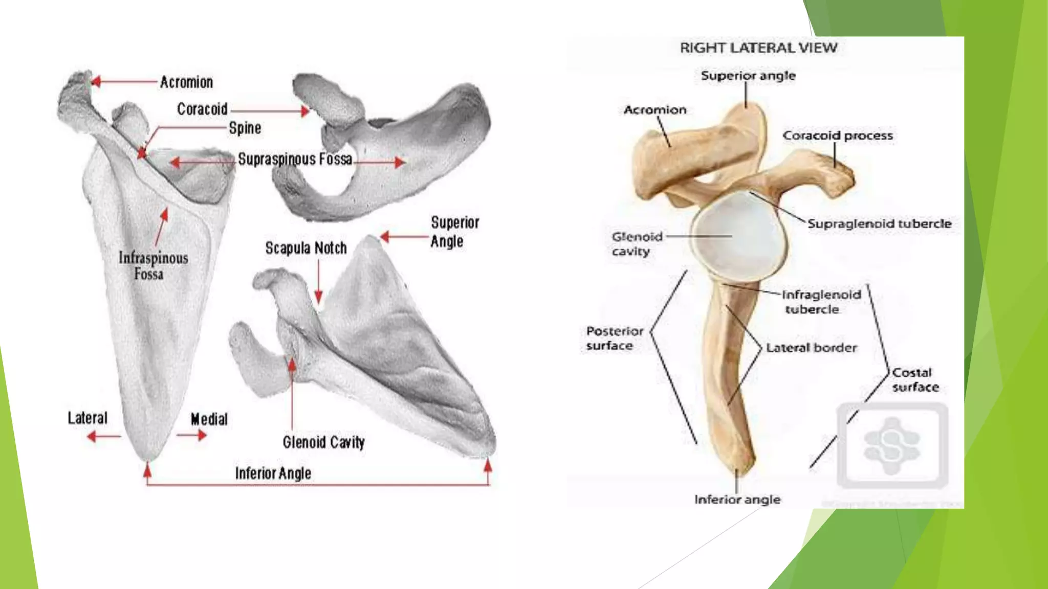 Anatomy of scapula | PPTX