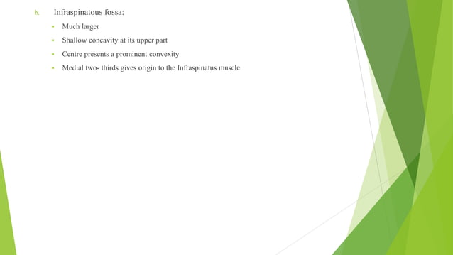 Anatomy of scapula | PPTX