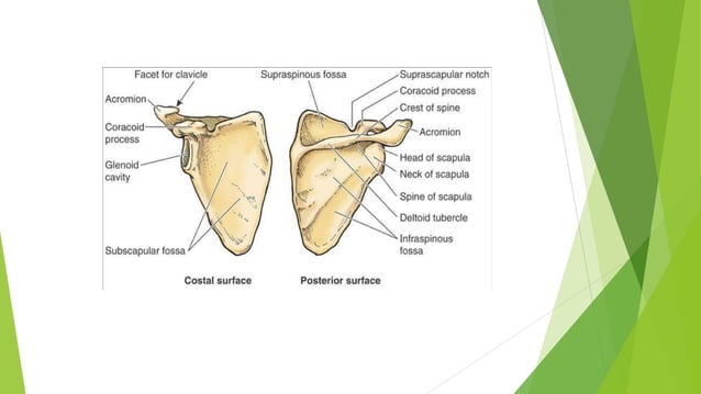 Anatomy of scapula | PPTX