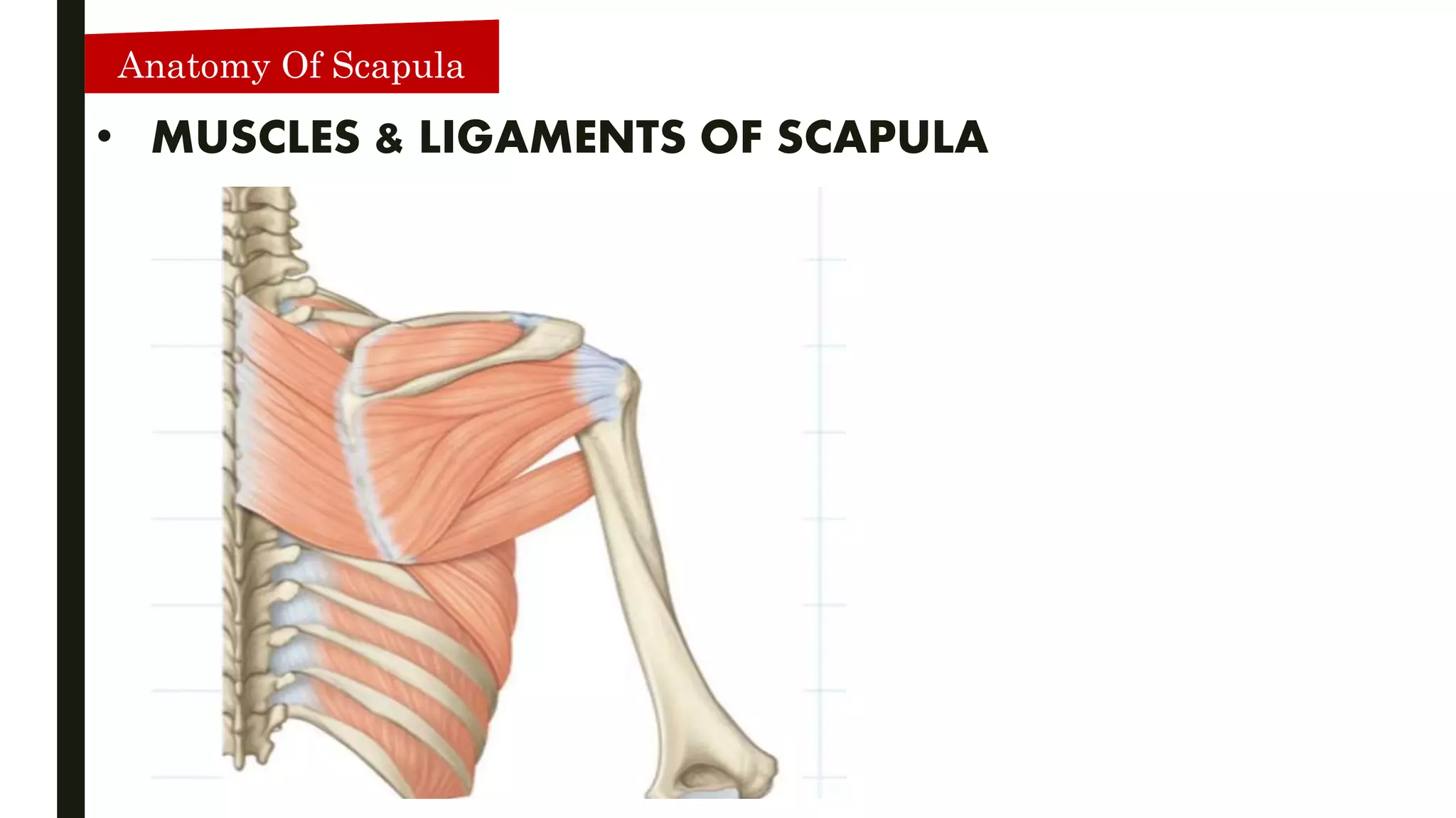 Anatomy Of Scapula (3) (1).pptx