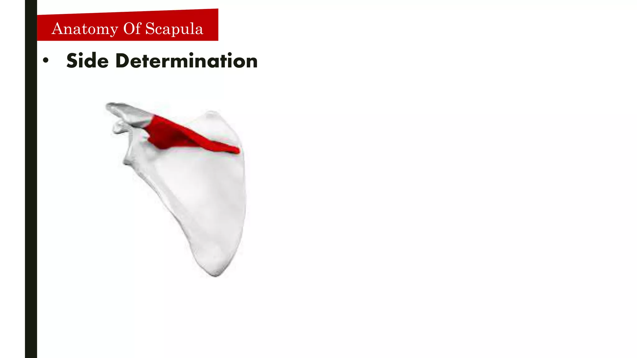 Anatomy Of Scapula (3) (1).pptx