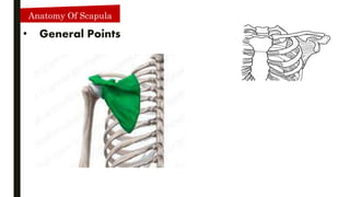 Anatomy Of Scapula (3) (1).pptx
