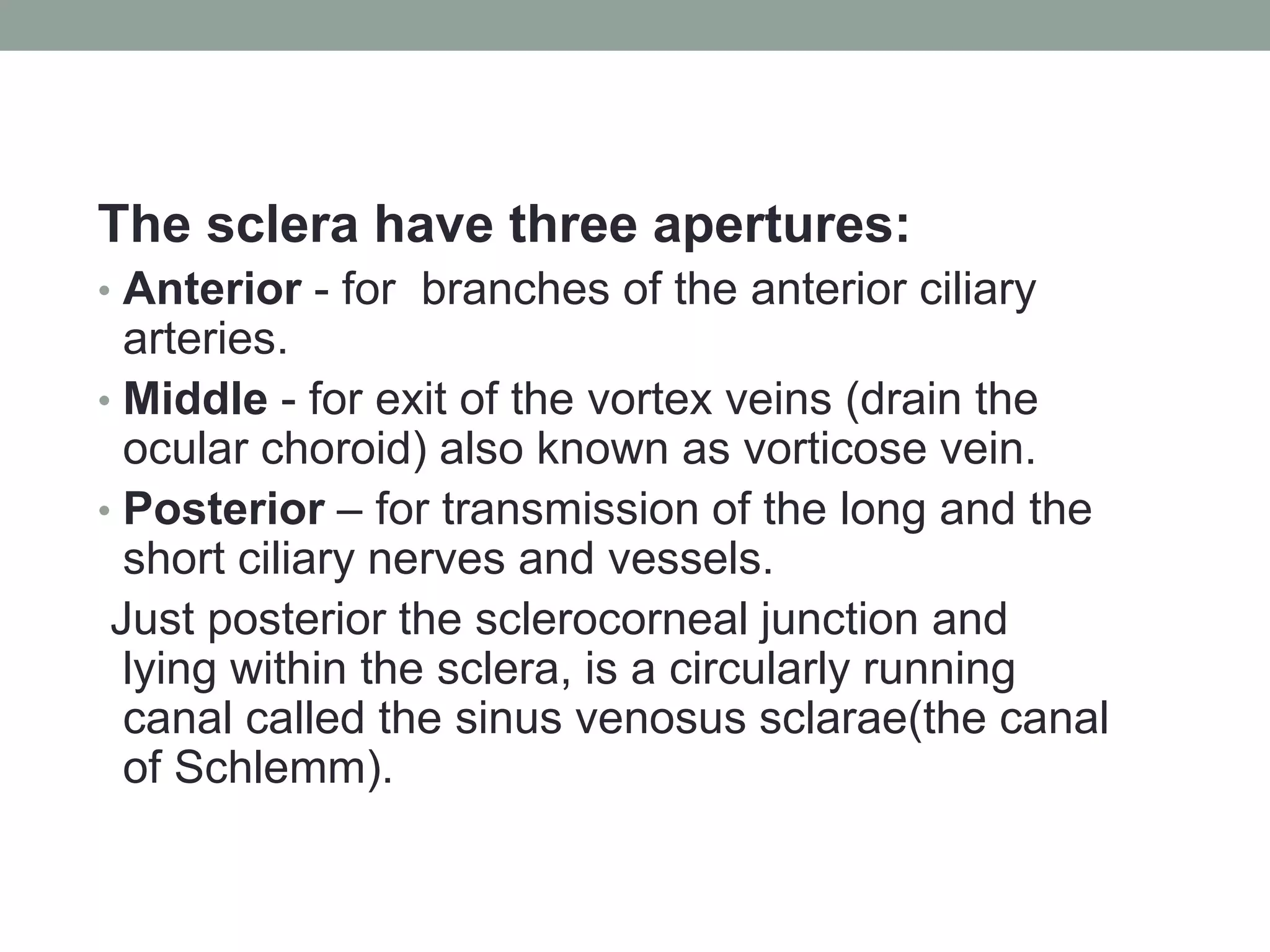 Anatomy of sclera | PPTX