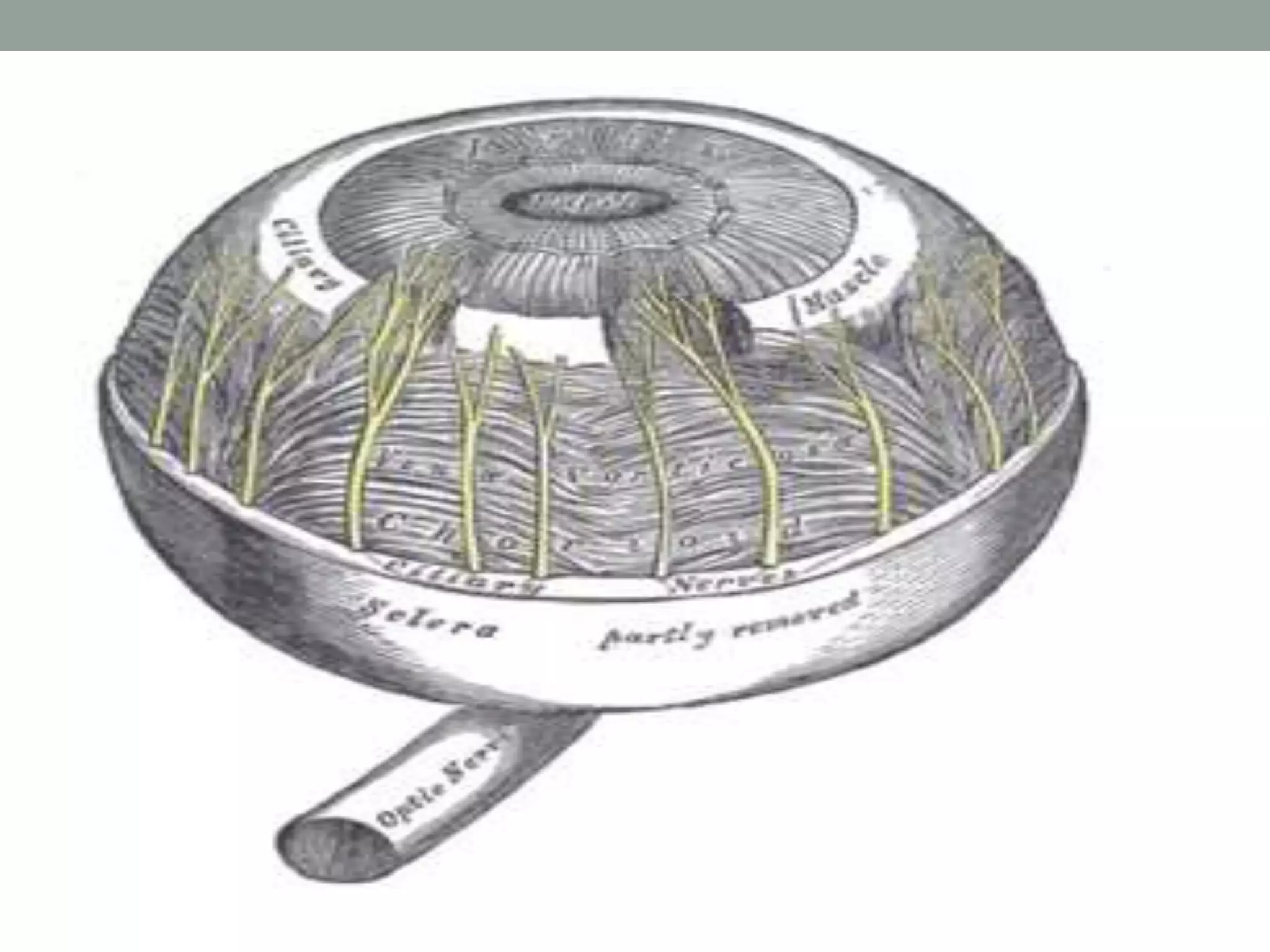 Anatomy of sclera | PPTX