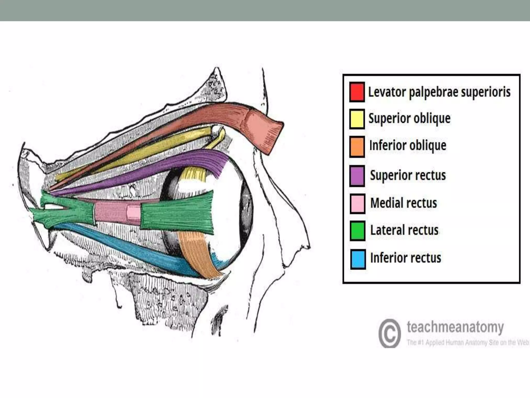 Anatomy of sclera | PPTX