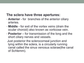 Anatomy of sclera | PPTX | Eye and Vision Conditions | Diseases and ...