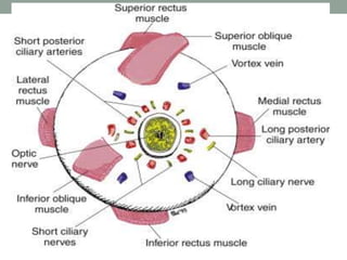 Anatomy of sclera | PPTX